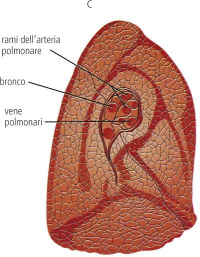 Polmone: definizione e significato medico | Corriere Salute