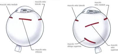 Strabismo: definizione e significato medico | Corriere Salute