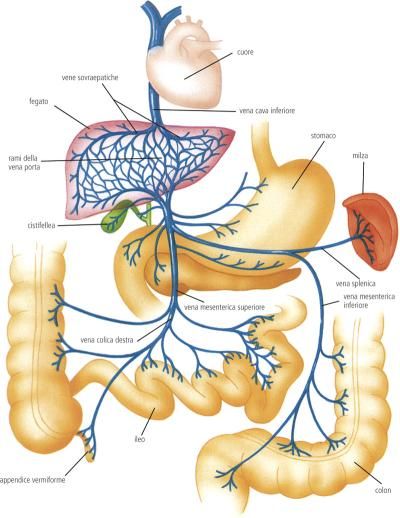 Milza: definizione e significato medico | Corriere Salute
