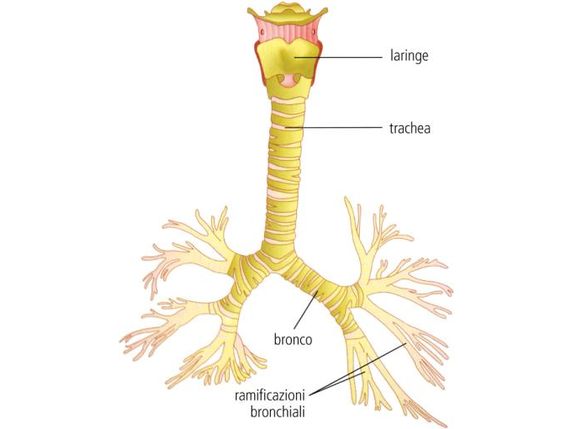Trachea: definizione e significato medico | Corriere Salute