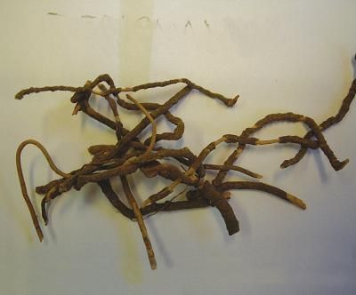 Ipecacuana: definizione e significato medico | Corriere Salute