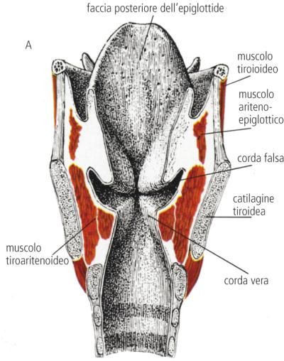 Laringe: definizione e significato medico | Corriere Salute