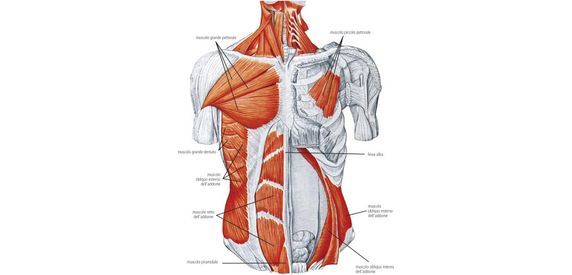 Muscolo dentato: definizione e significato medico | Corriere Salute