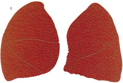 Polmone: definizione e significato medico | Corriere Salute