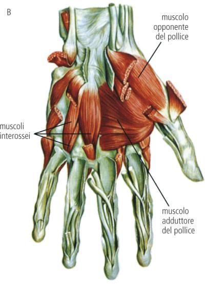 Muscolo: definizione e significato medico | Corriere Salute