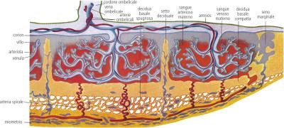 Placenta: definizione e significato medico | Corriere Salute
