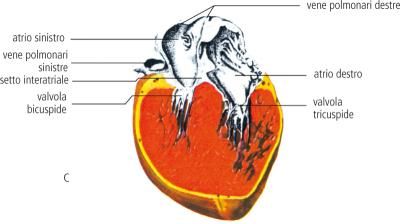 Atrio: definizione e significato medico | Corriere Salute