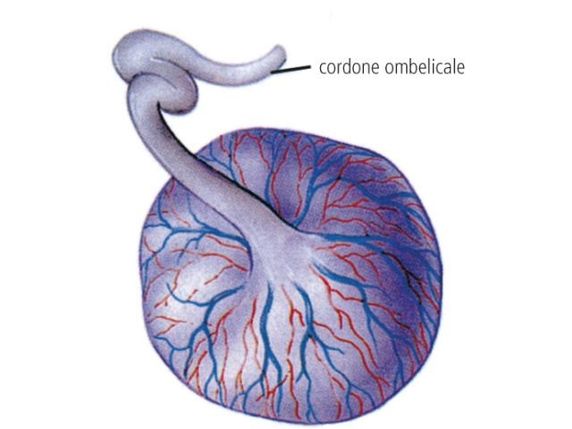 Placenta: definizione e significato medico | Corriere Salute