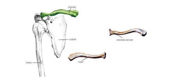 Clavicola: definizione e significato medico | Corriere Salute