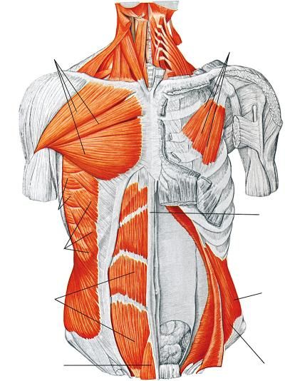 Muscolo: definizione e significato medico | Corriere Salute