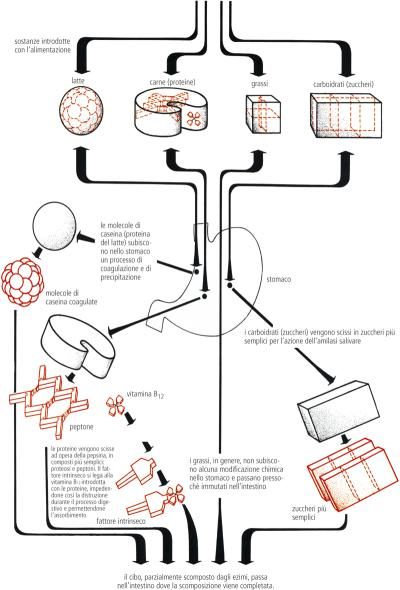 Digestione: definizione e significato medico | Corriere Salute