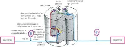 Arco riflesso: definizione e significato medico | Corriere Salute