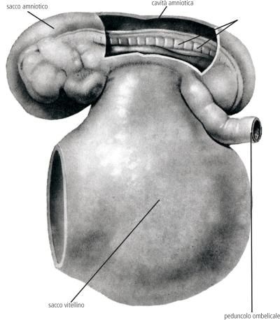 Embrione: definizione e significato medico | Corriere Salute