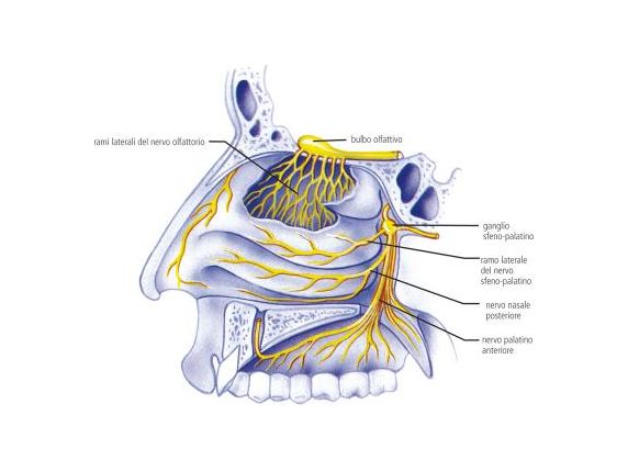 Bulbo olfattorio: definizione e significato medico | Corriere Salute