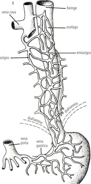 Esofago: definizione e significato medico | Corriere Salute
