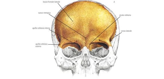 Neurocranio: definizione e significato medico | Corriere Salute