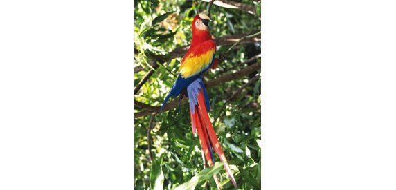 Psittacosi: definizione e significato medico | Corriere Salute