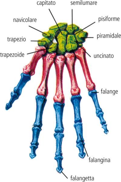 Osso capitato: definizione e significato medico | Corriere Salute