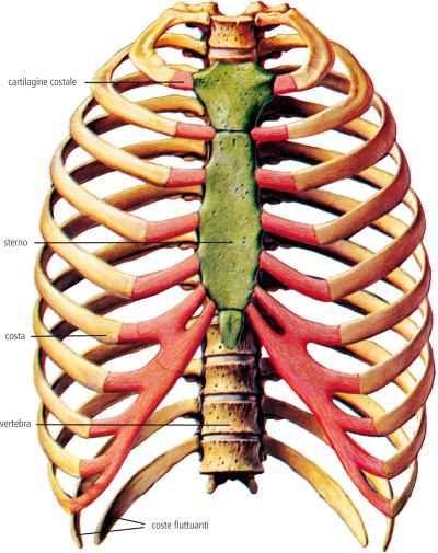 Costa: definizione e significato medico | Corriere Salute