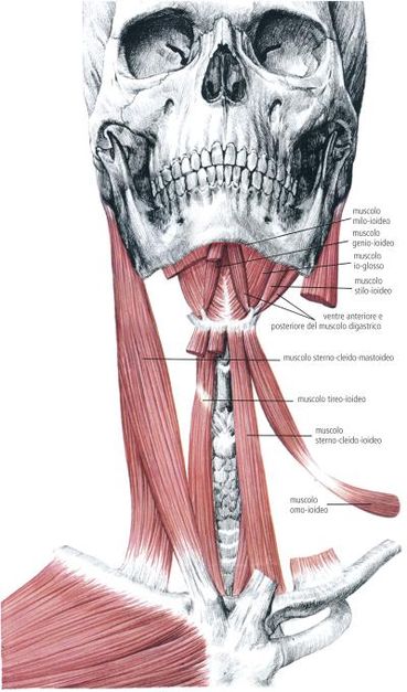 Muscolo: definizione e significato medico | Corriere Salute