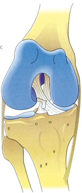 Legamento: definizione e significato medico | Corriere Salute