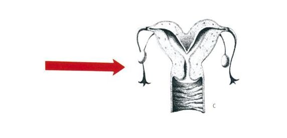 Portio: definizione e significato medico | Corriere Salute