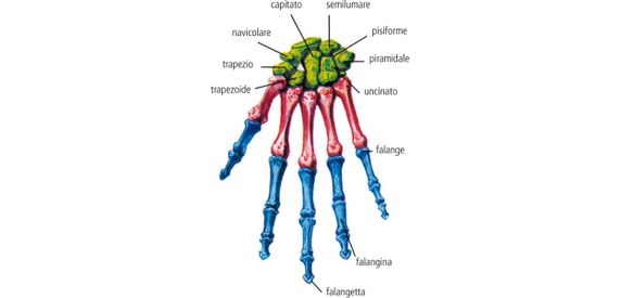 Osso capitato: definizione e significato medico | Corriere Salute
