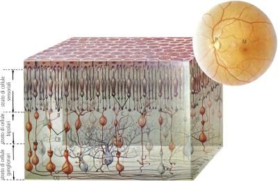Retina: definizione e significato medico | Corriere Salute