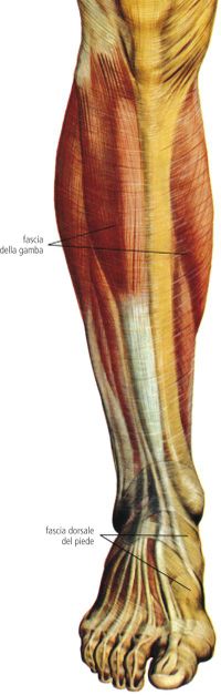 Muscolo: definizione e significato medico | Corriere Salute