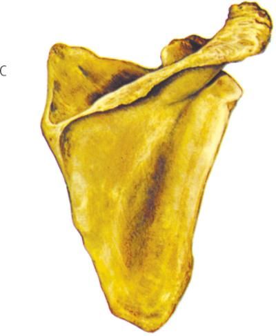 Osso: definizione e significato medico | Corriere Salute