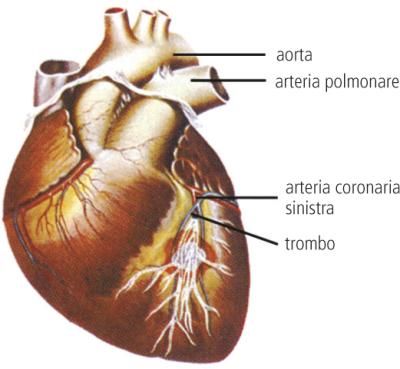 Miocardio: definizione e significato medico | Corriere Salute