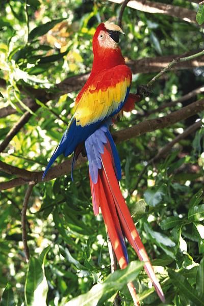 Psittacosi: definizione e significato medico | Corriere Salute