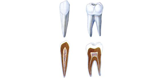 Colletto: definizione e significato medico | Corriere Salute