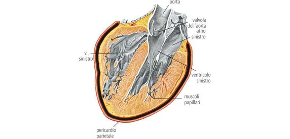 Muscolo papillare: definizione e significato medico | Corriere Salute