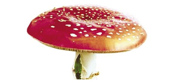 Muscarina: definizione e significato medico | Corriere Salute