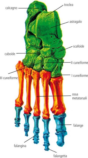 Osso cuboide: definizione e significato medico | Corriere Salute