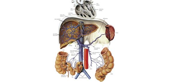 Vena porta: definizione e significato medico | Corriere Salute