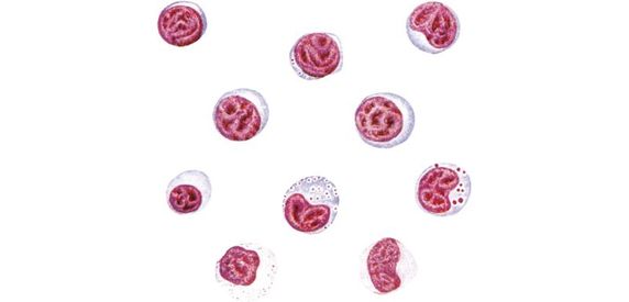 Linfocito: definizione e significato medico | Corriere Salute