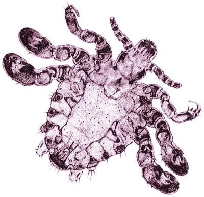 Piattola: definizione e significato medico | Corriere Salute