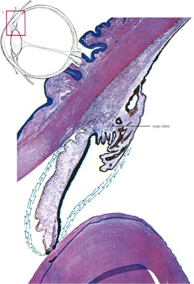 Corpo ciliare: definizione e significato medico | Corriere Salute