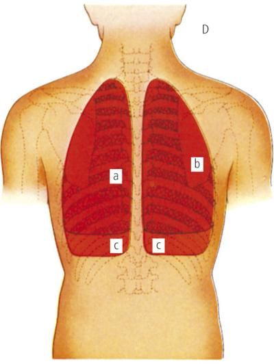 Pleura: definizione e significato medico | Corriere Salute