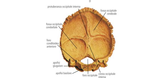 Neurocranio: definizione e significato medico | Corriere Salute