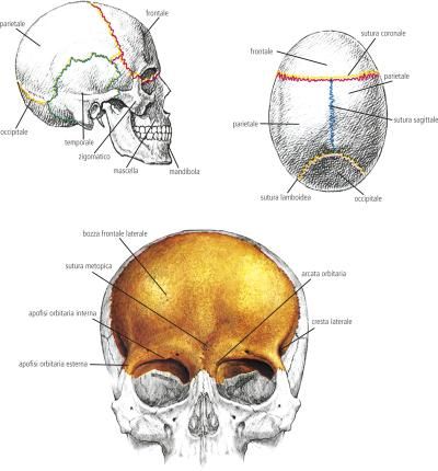 Osso frontale: definizione e significato medico | Corriere Salute