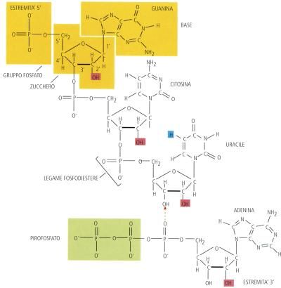 Rna: definizione e significato medico | Corriere Salute